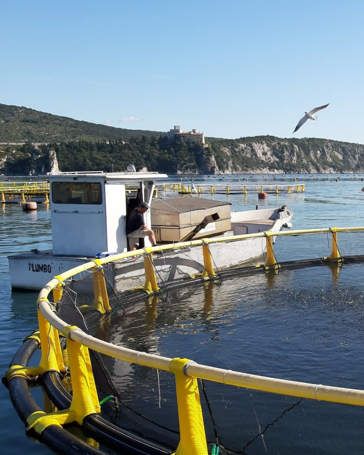 Pilot Project Fishery - Libya Rebuild